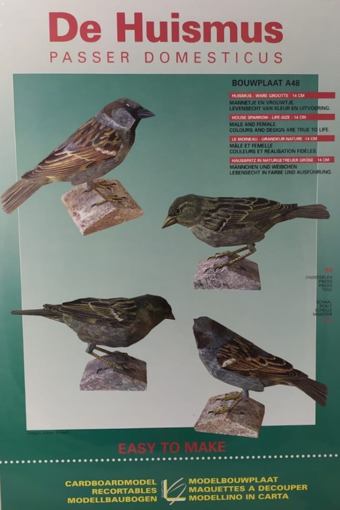 House Sparrow | BETEXA.eu – Closer to Modelers